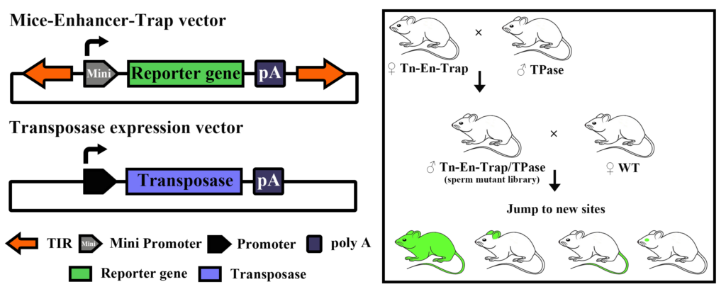 研究方向 – 转座子实验室