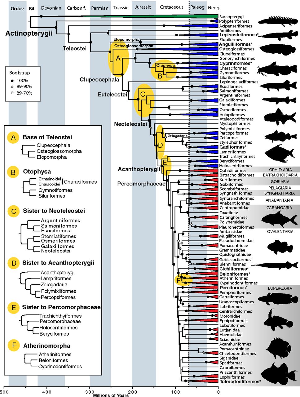 生物进化分类 – 转座子实验室