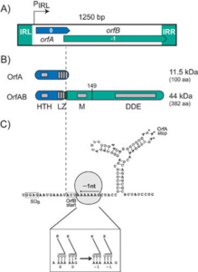转座酶及转座子分类 – 转座子实验室